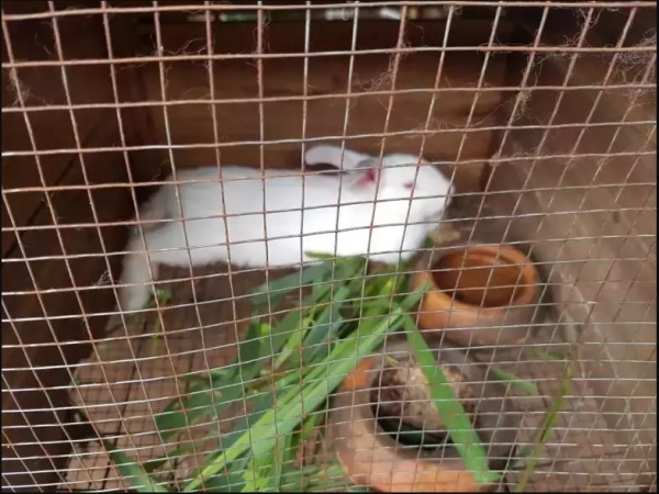 QuickSales - live rabbits